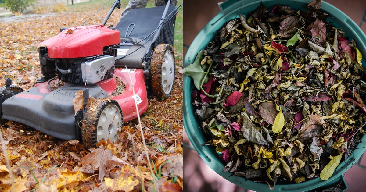 Here’s Why You Shouldn’t Rake Your Leaves This Fall