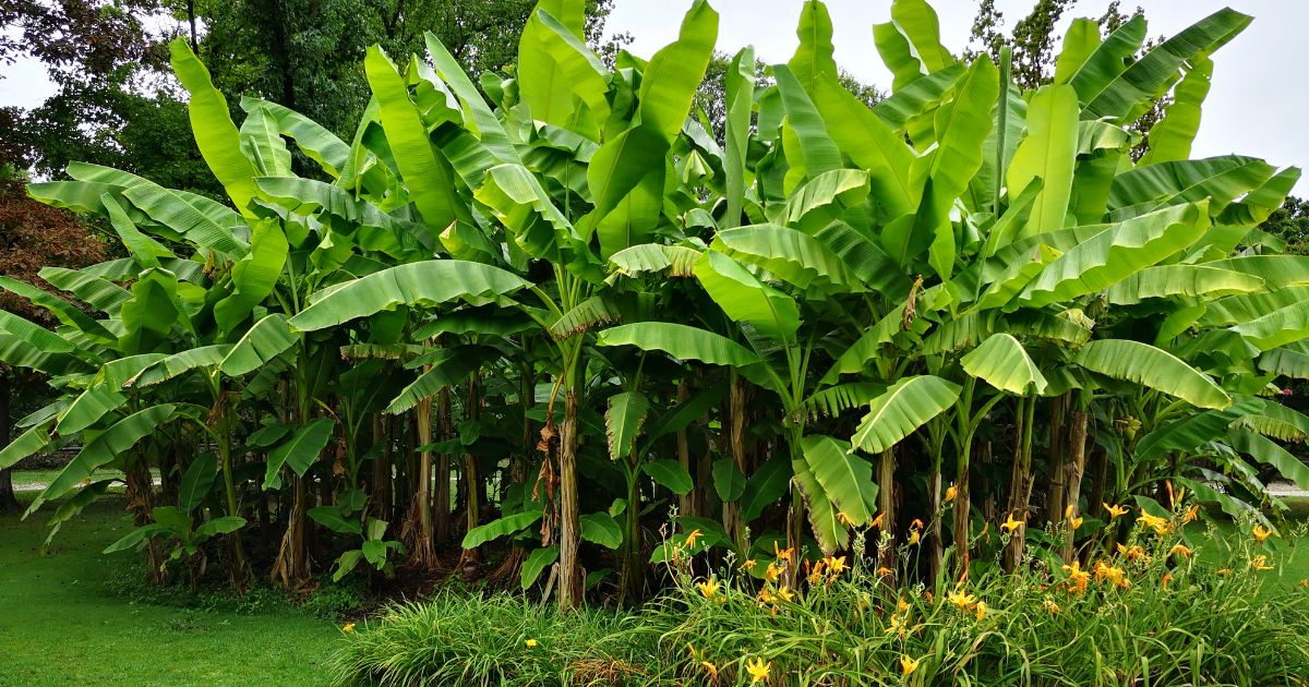 How To Grow Cold Hardy Banana Trees And Get A Tropical Oasis In Cooler ...