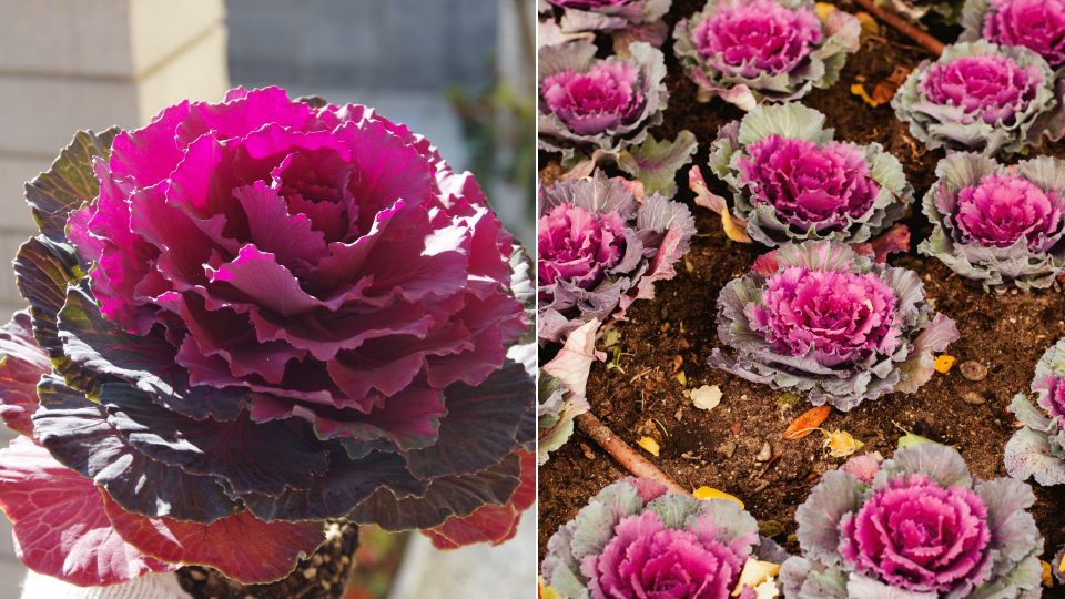 How To Grow Ornamental Cabbage For A Color Boost In Your Winter Garden