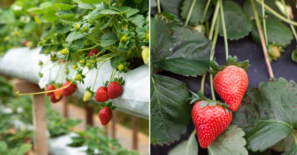 How To Propagate Strawberries In Vertical Gardening
