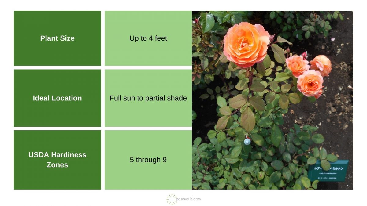 13 Captivating Orange Rose Varieties