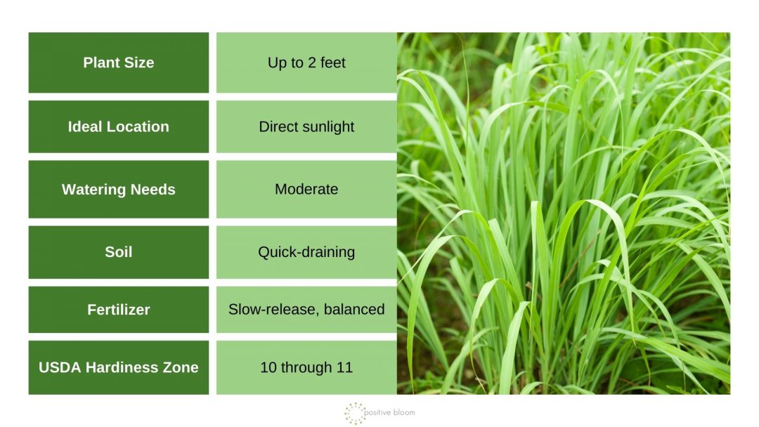 11 Captivating Indoor Grass Plants