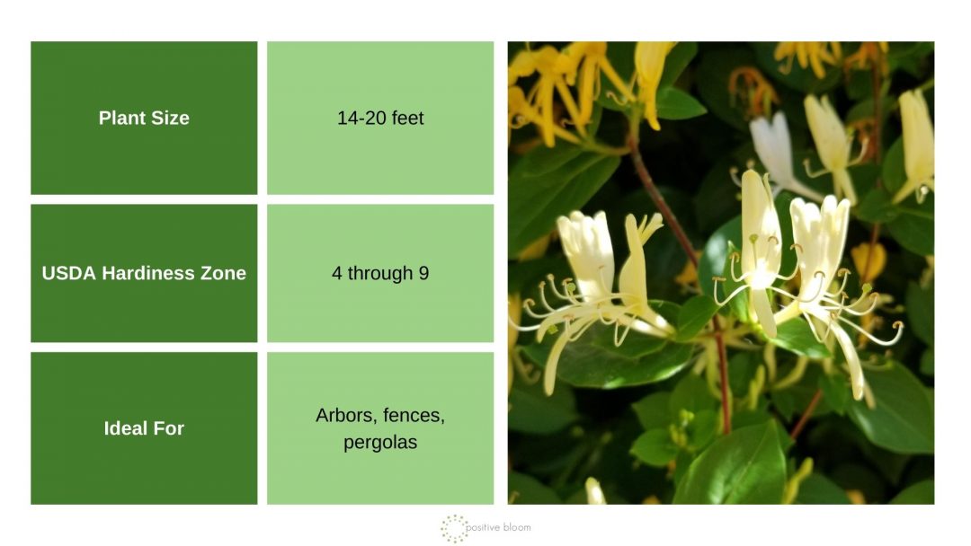 10 Best Honeysuckles For Scent And Blossoms Even In Winter Months