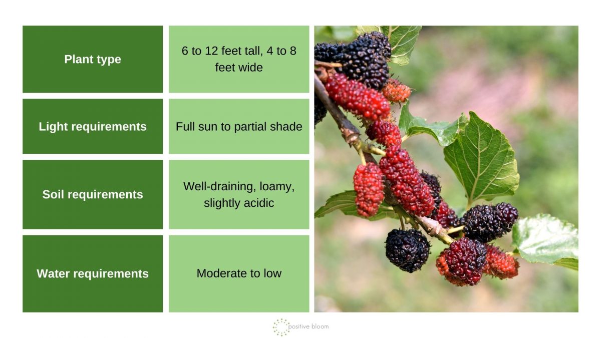 10 Bare Root Fruit Trees Perfect For A Bumper Harvest Next Season