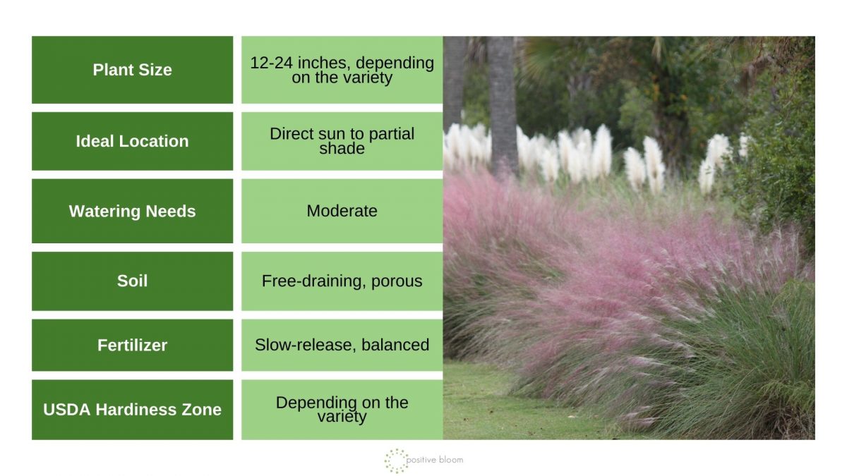 11 Captivating Indoor Grass Plants