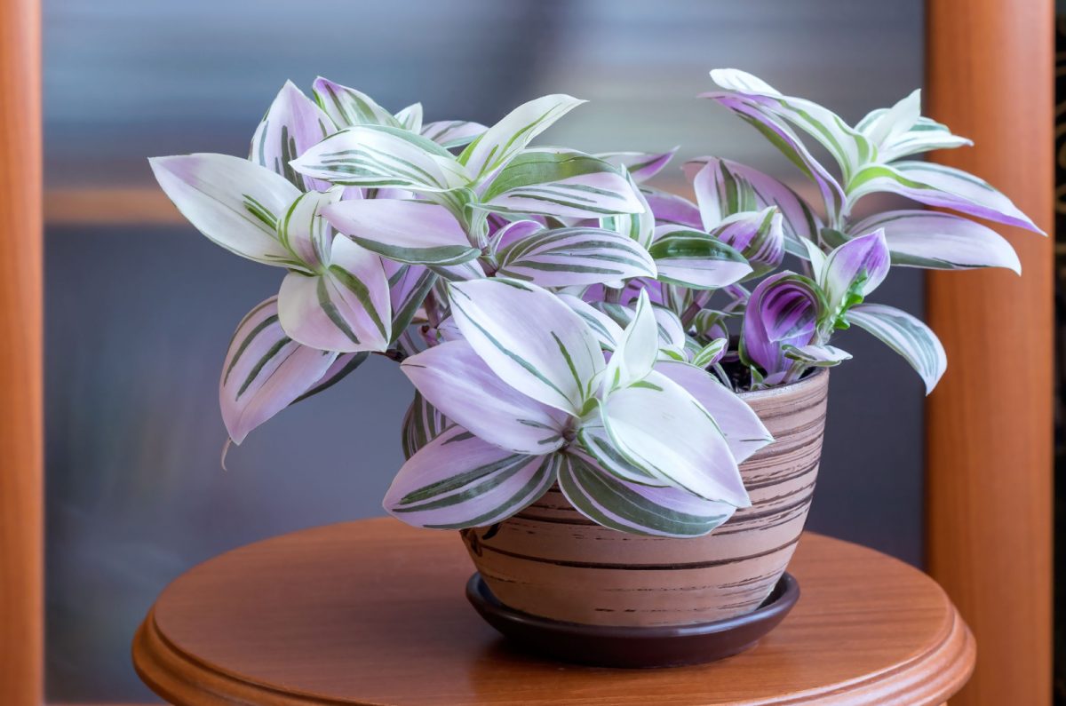 17 Different Ways You Can Grow Wandering Jews Indoors