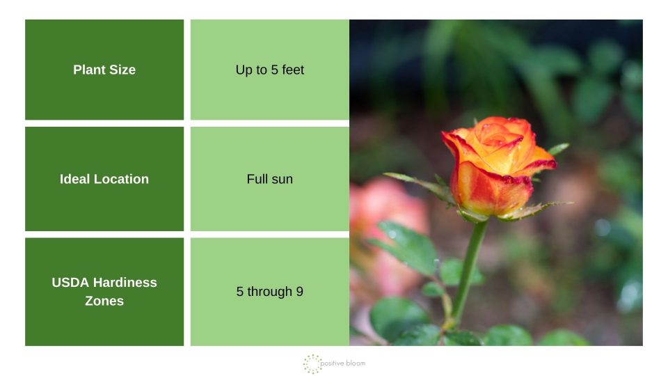 13 Captivating Orange Rose Varieties
