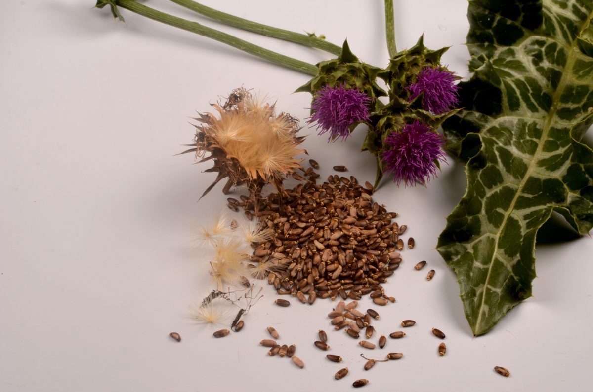 7 Tips To Help You Collect Wildflower Seeds