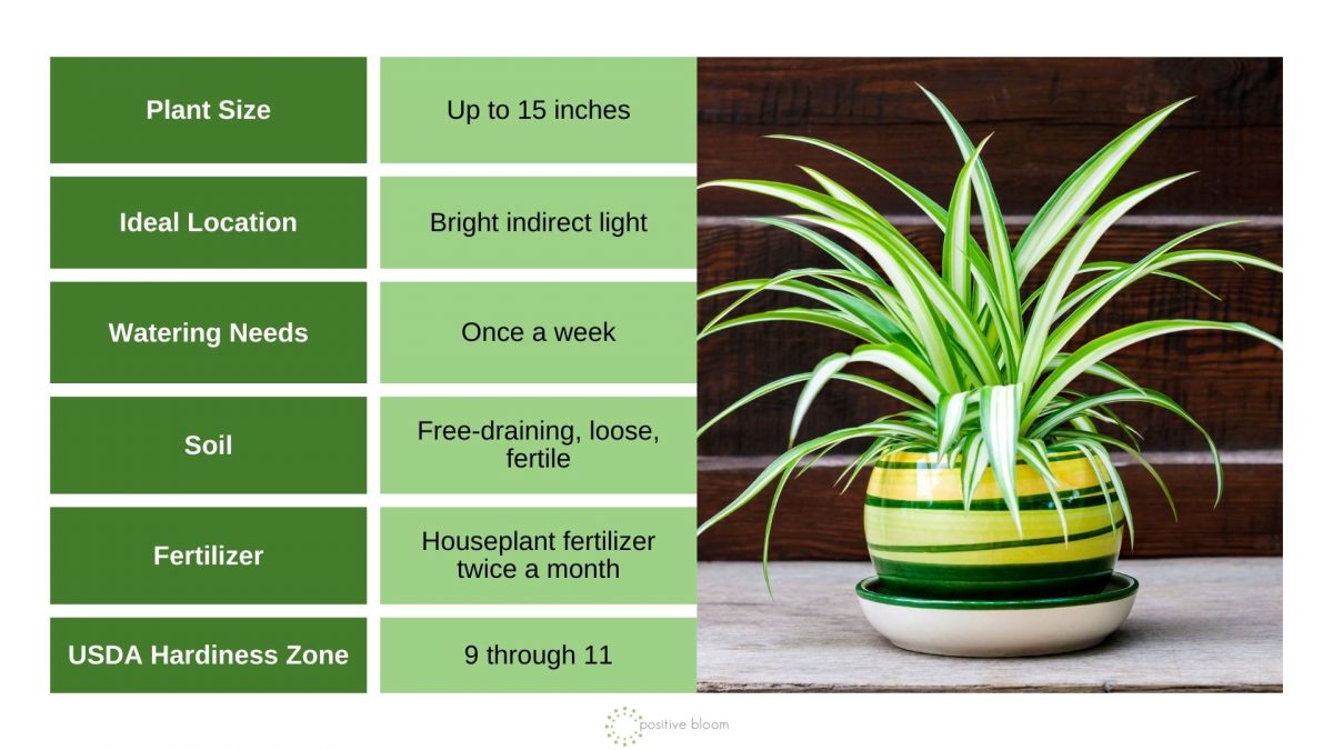 11 Captivating Indoor Grass Plants