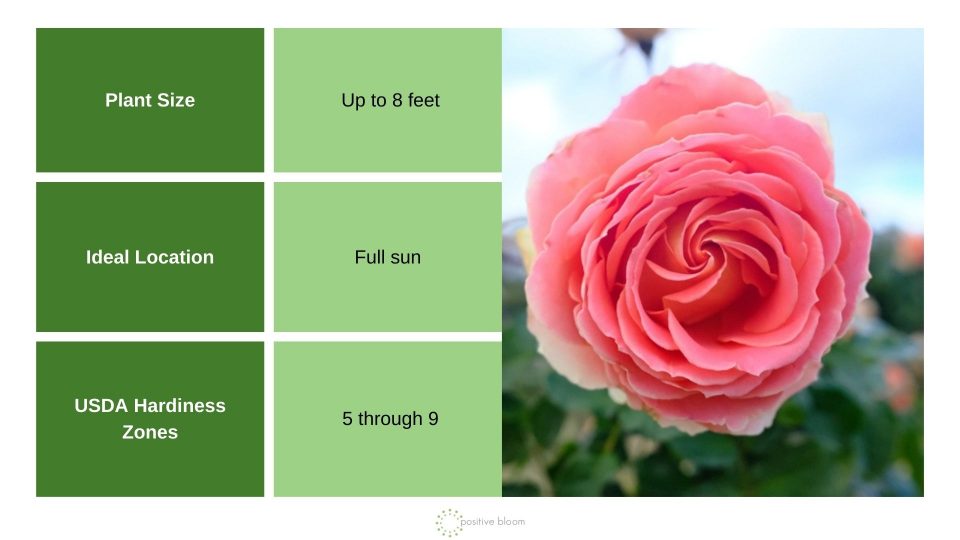 13 Captivating Orange Rose Varieties