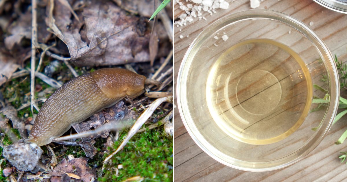 The Secret Ingredient To Control Slugs And Snails In The Garden