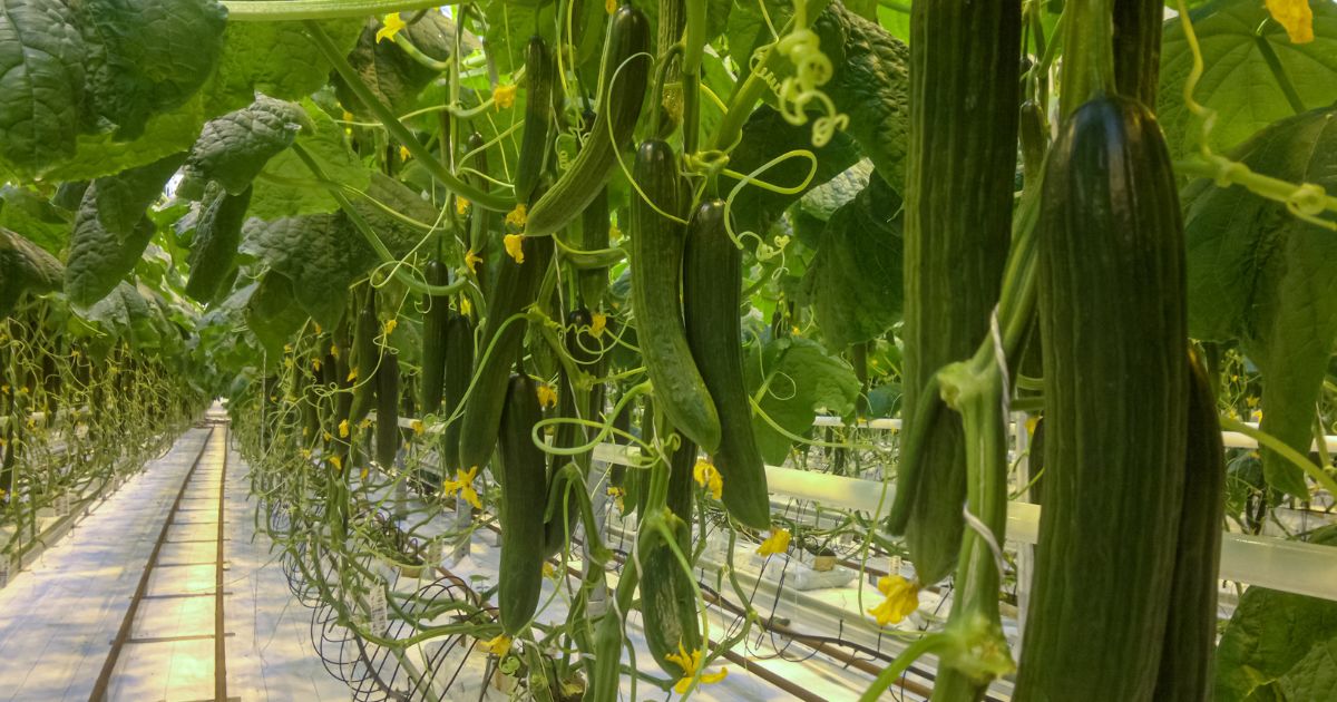 Top Cucumber Varieties That Thrive In Any Garden