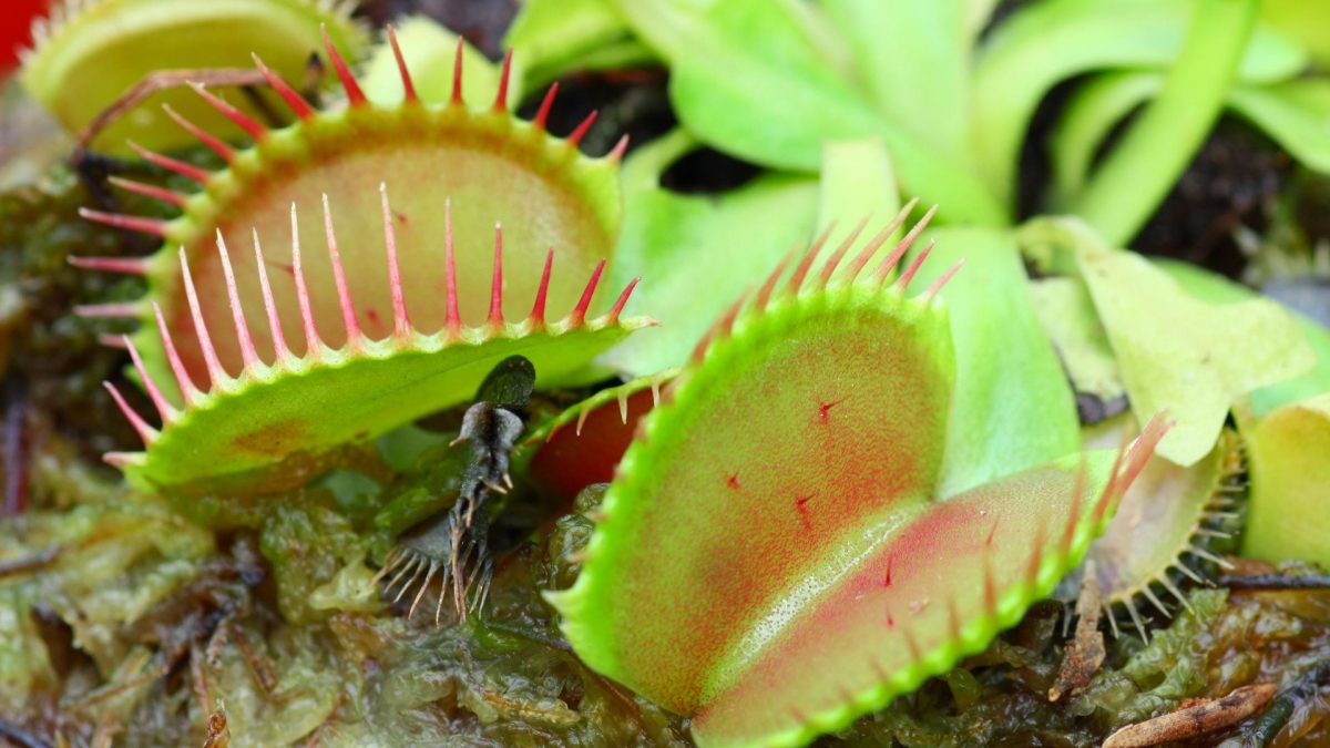 What Are Trap Plants And How To Use Them In The Garden