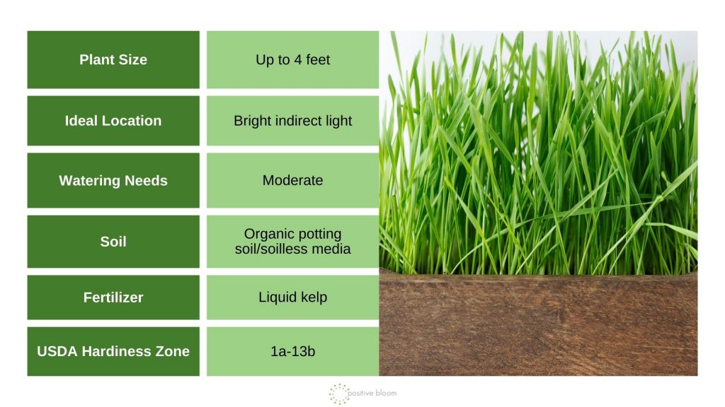11 Captivating Indoor Grass Plants