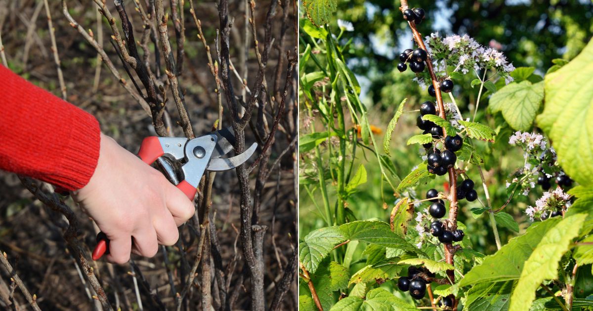 When And How To Prune Blackcurrants For A Huge Harvest