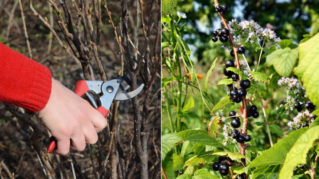 When And How To Prune Blackcurrants For A Huge Harvest