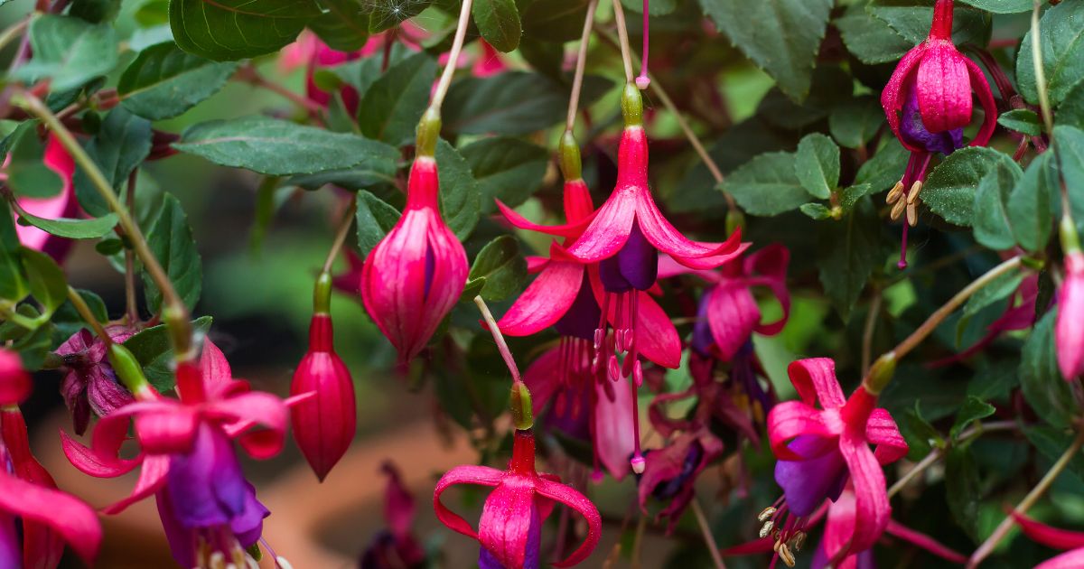 When To Cut Back Fuchsia For Gorgeous Blossoms