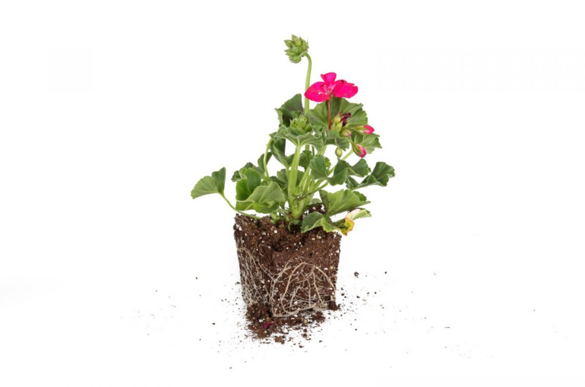 2 Ways Of Saving Geraniums In Fall And Keeping Them Alive During Winter