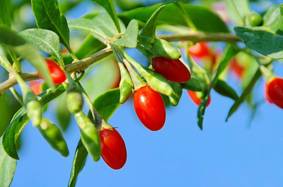 Here’s How To Plant & Grow Goji Berries In Your Garden