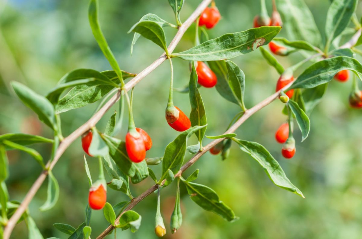 Here’s How To Plant & Grow Goji Berries In Your Garden