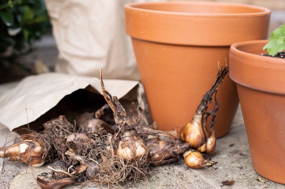 3 Tips You Need For Successful Lasagna Bulb Planting
