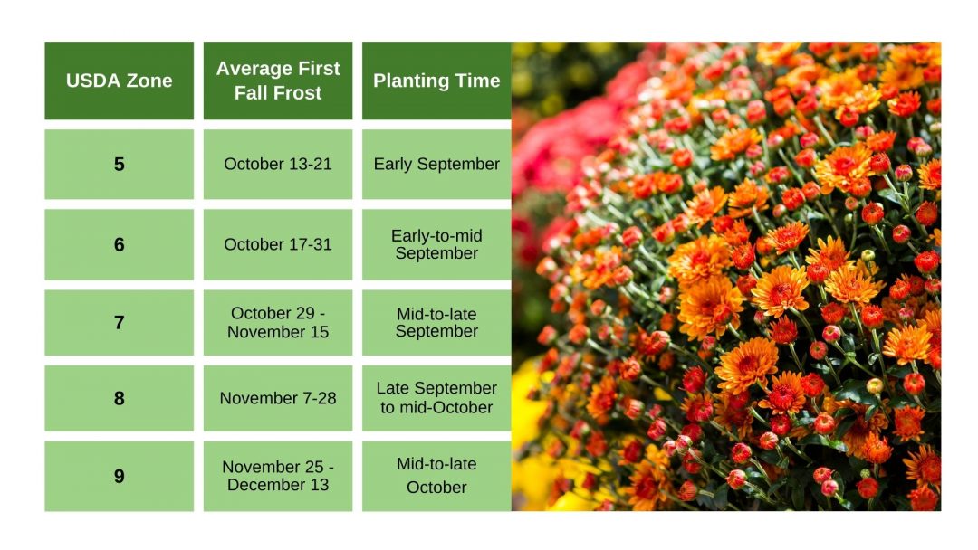 The Best Time To Plant Fall Mums In Your Garden