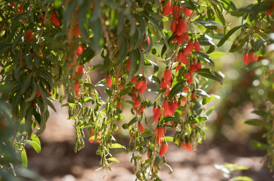 Here’s How To Plant & Grow Goji Berries In Your Garden