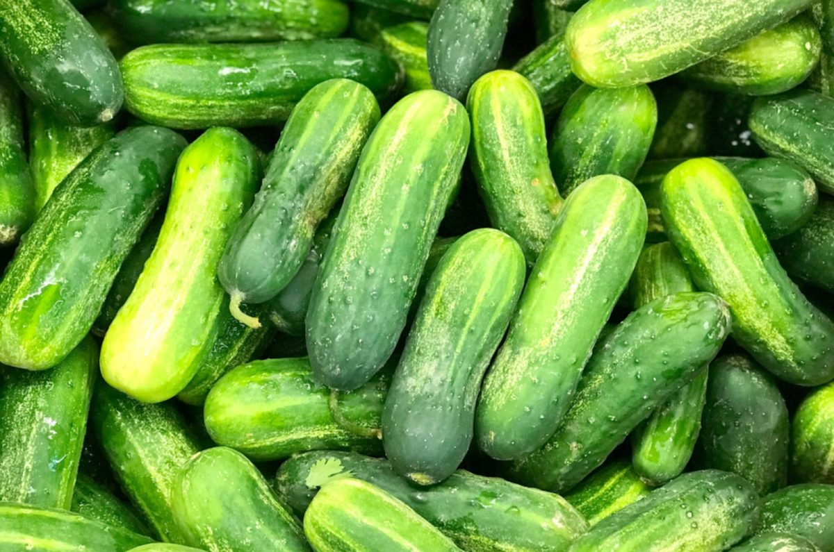 Top Cucumber Varieties That Thrive In Any Garden