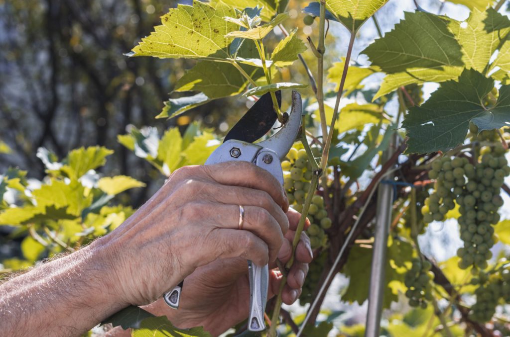When To Prune Grape Vines For Bumper Crops
