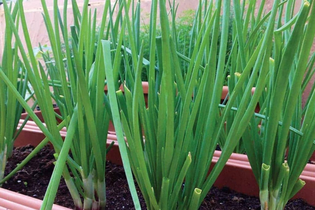 How To Grow Candy Onions