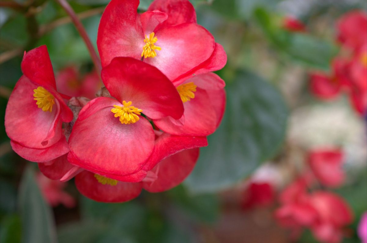 How To Overwinter Begonias Indoors