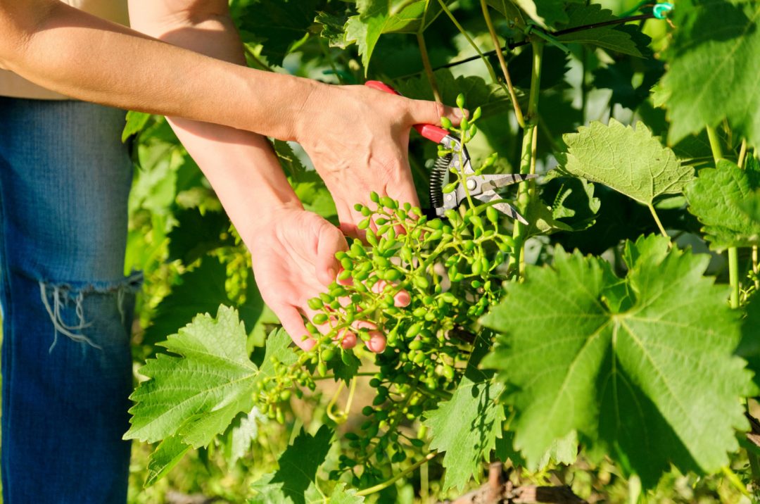 When To Prune Grape Vines For Bumper Crops