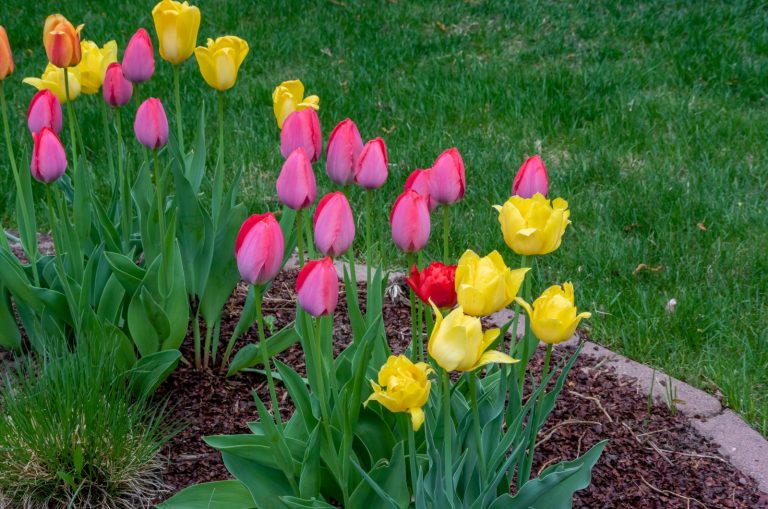 When To Plant Tulip Bulbs For Amazing Spring Blossoms