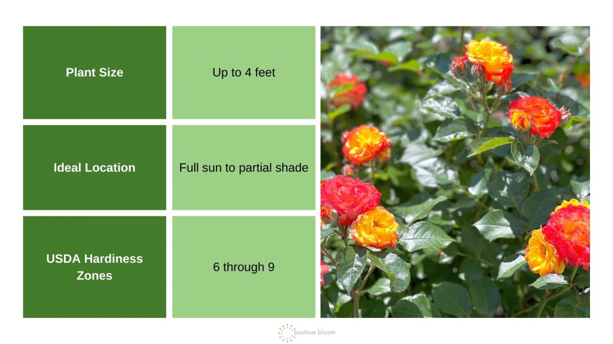 13 Captivating Orange Rose Varieties