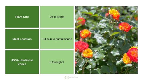 13 Captivating Orange Rose Varieties