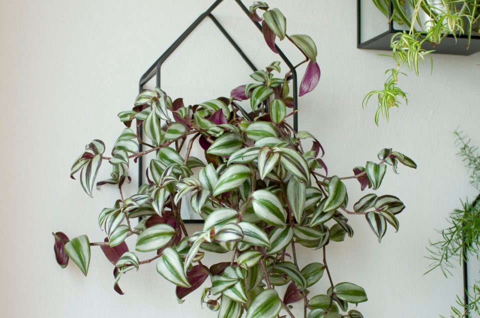 17 Different Ways You Can Grow Wandering Jews Indoors