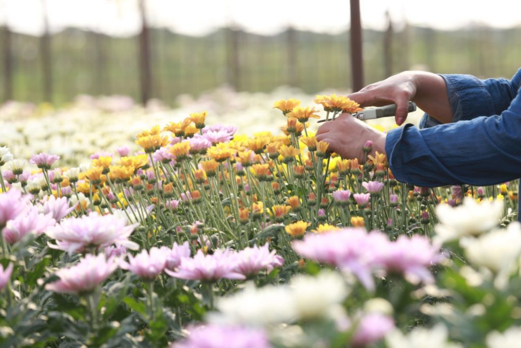 10 Tips For Keeping Your Fall Mums Alive During Colder Season