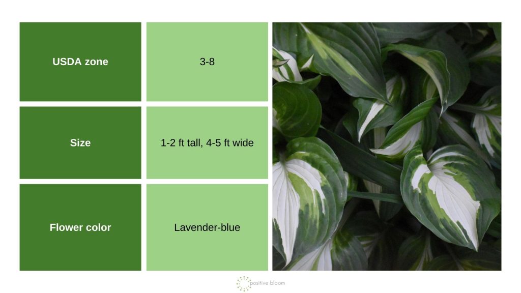 10 Hostas Tolerant Of Sunny Conditions