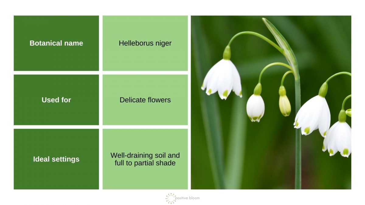 17 Perfect Plants For Holiday Decorations