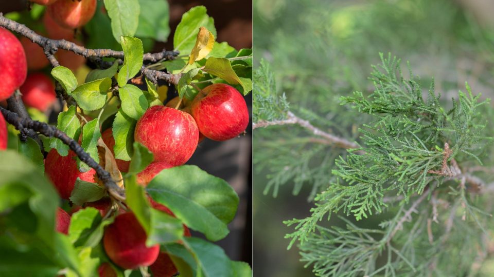 10 Best Trees For Wildlife And Biodiversity