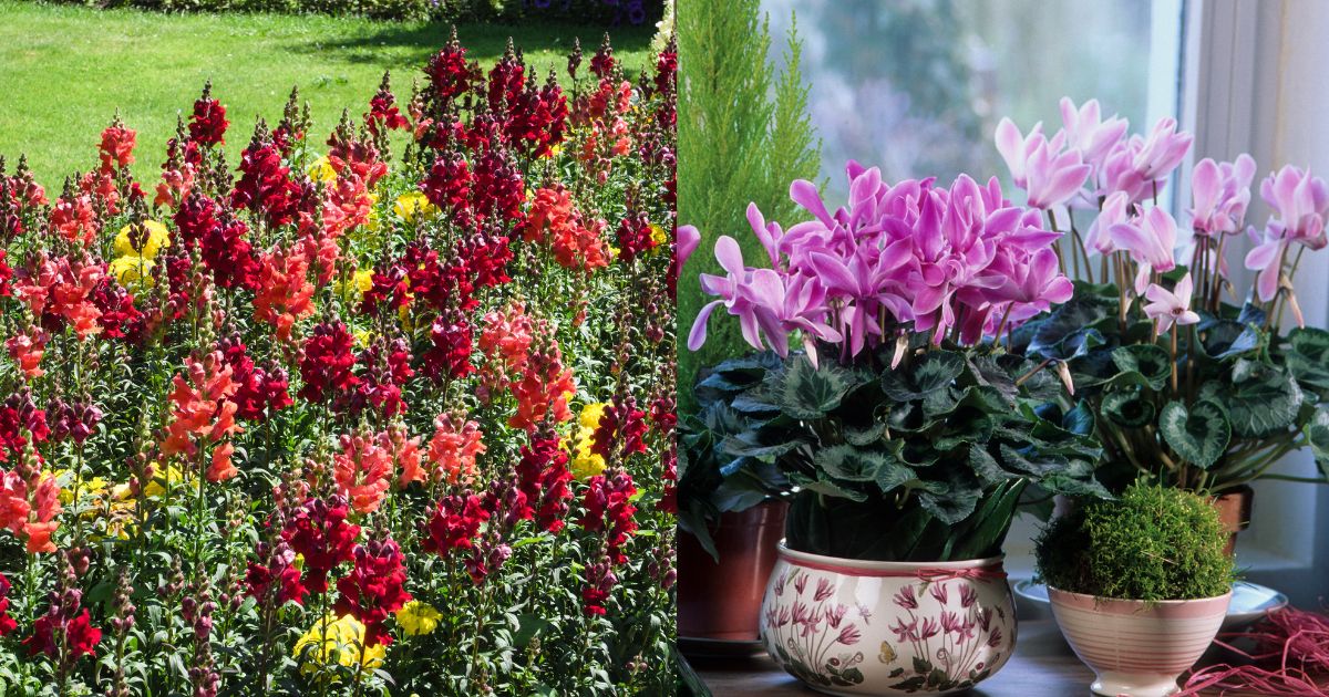 16 Flowers That Bloom & Thrive In Mild Winters