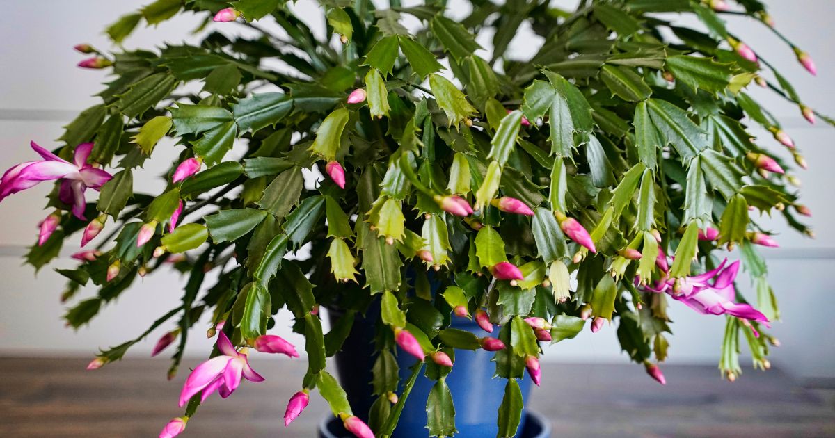 3 Brilliant Care Tips For A Thanksgiving Cactus