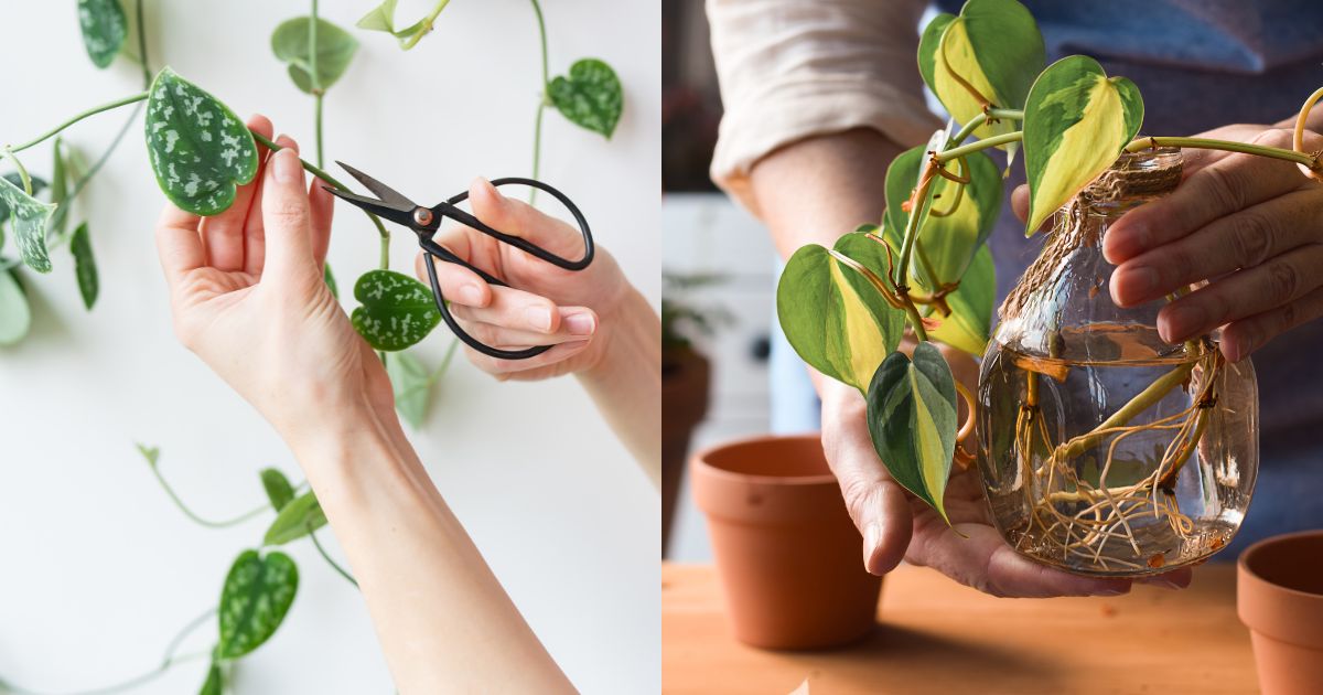 4 Easy Steps For Pruning Pothos