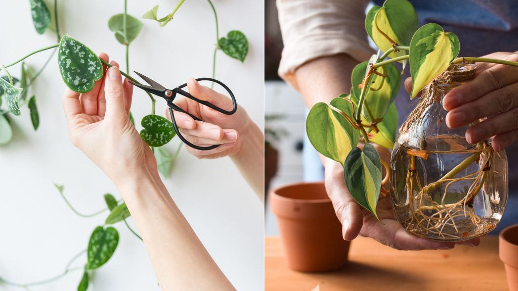 4 Easy Steps For Pruning Pothos