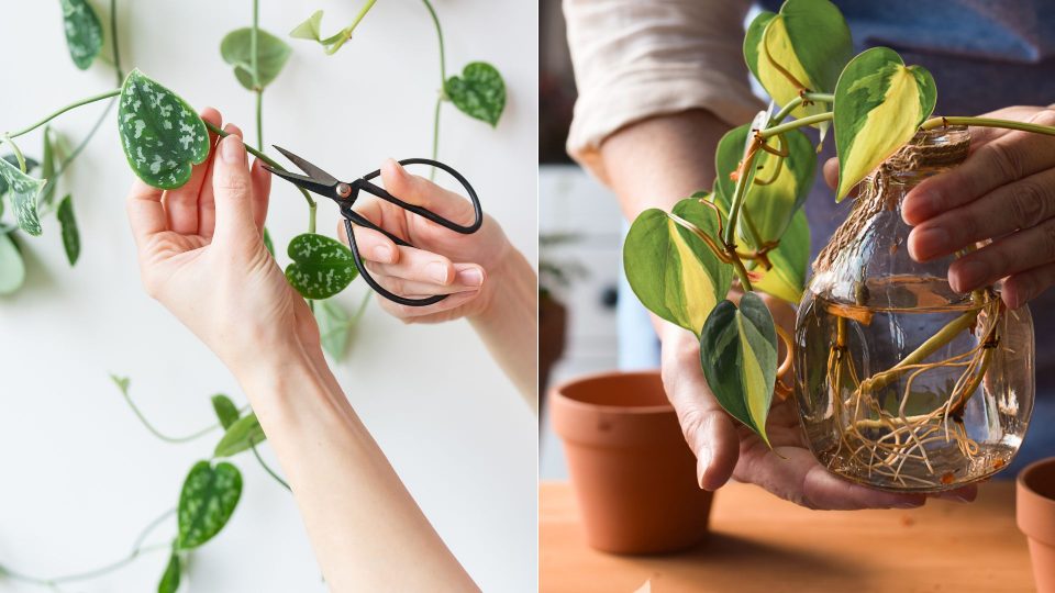 4 Easy Steps For Pruning Pothos
