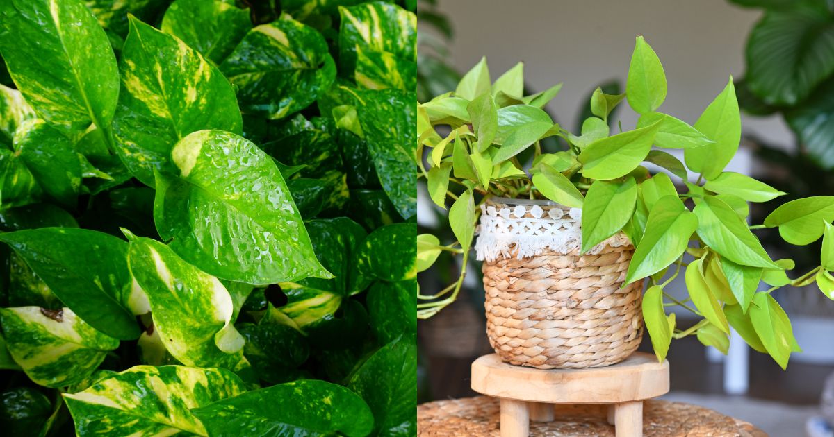 5 Best Lime Green Houseplants
