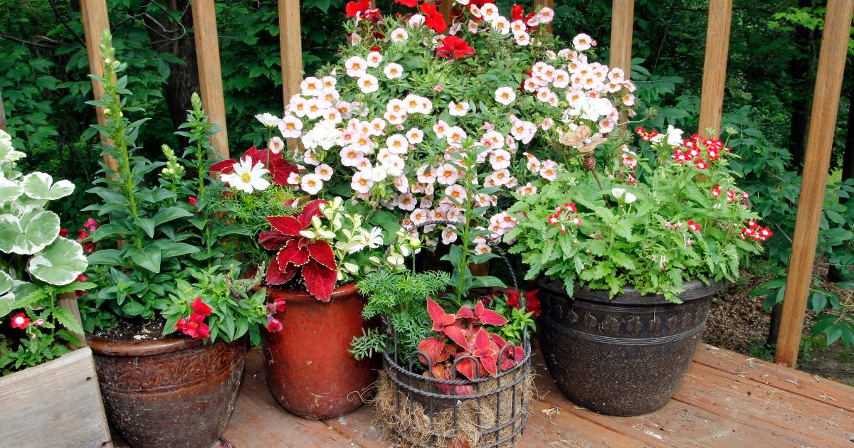 6 Effortless Steps Of Overwintering Perennials In Containers