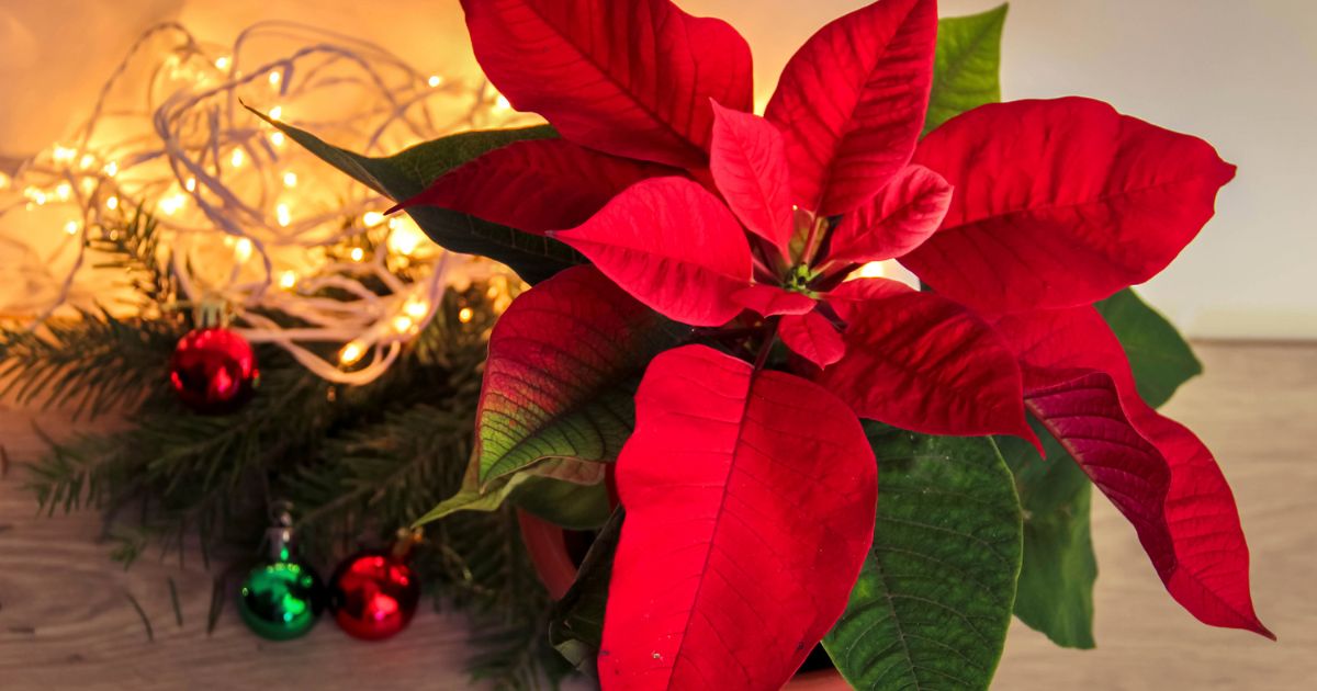 8 Steps For Making A Poinsettia Flower Again
