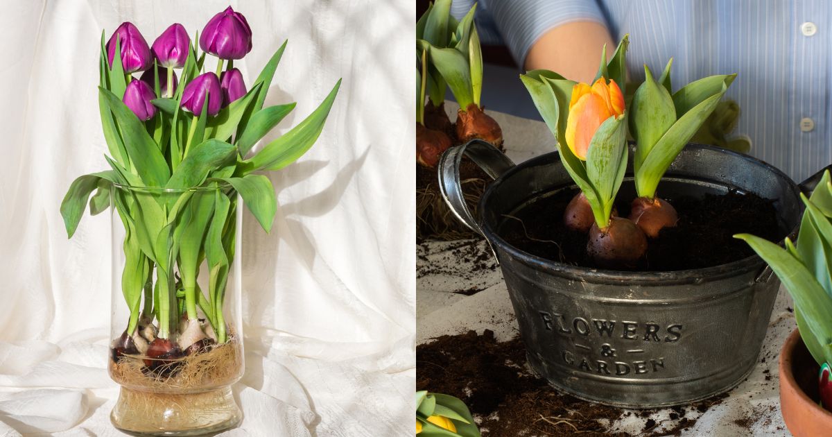 9 Easy Steps For Growing Tulips In Water