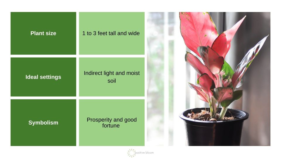 10 Lucky Indoor Plants That Attract Fortune & Good Luck